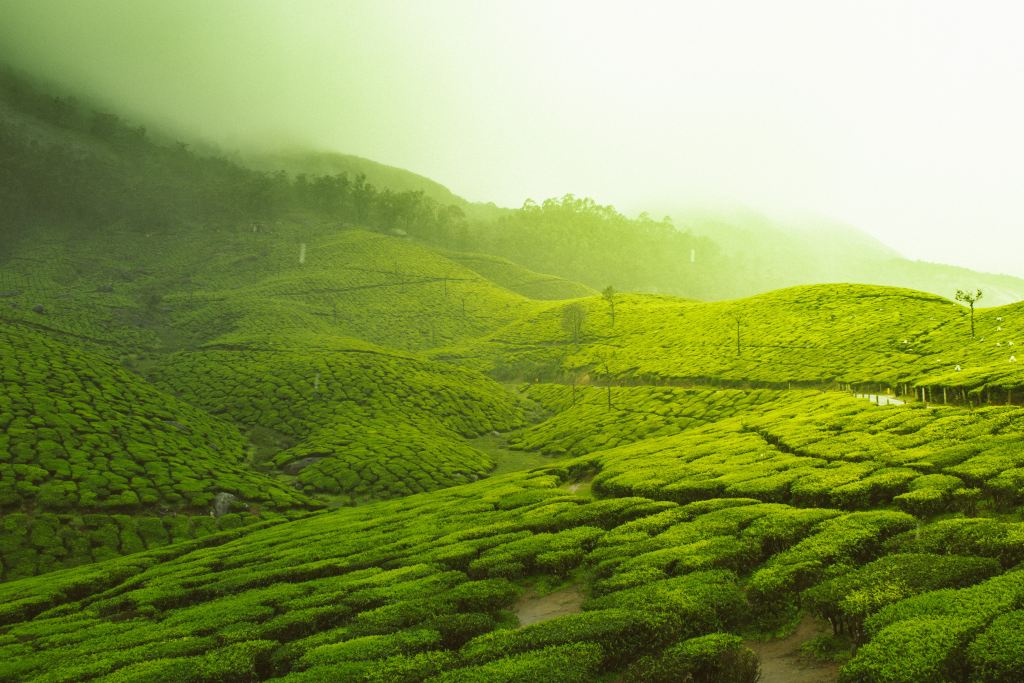 Six of the best: Tea plantation stays in India | Secret Trips